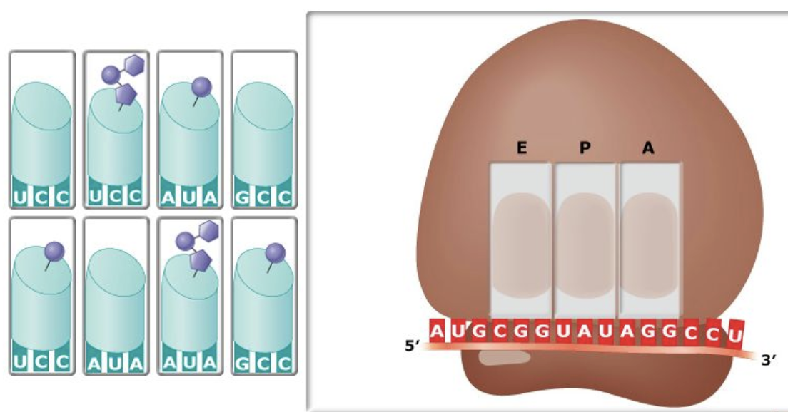 Ribosomes provide the scaffolding on which tRNAs interact with mRNA ...