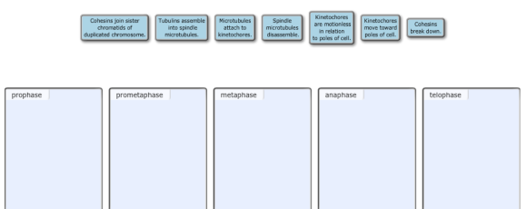 Mitosis unfolds through a sequence of stages marked by specific events ... Mitosis unfolds through a sequence of stages marked by specific events ...