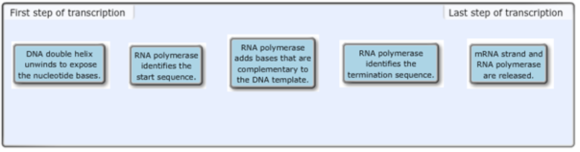 Arrange the steps of transcription of DNA to synthesize mRNA. - WizEdu Arrange the steps of transcription of DNA to synthesize mRNA. - WizEdu