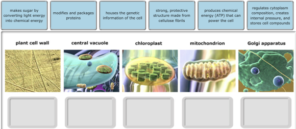 Drag the correct description under each cell structure to identify the ... Drag the correct description under each cell structure to identify the ...