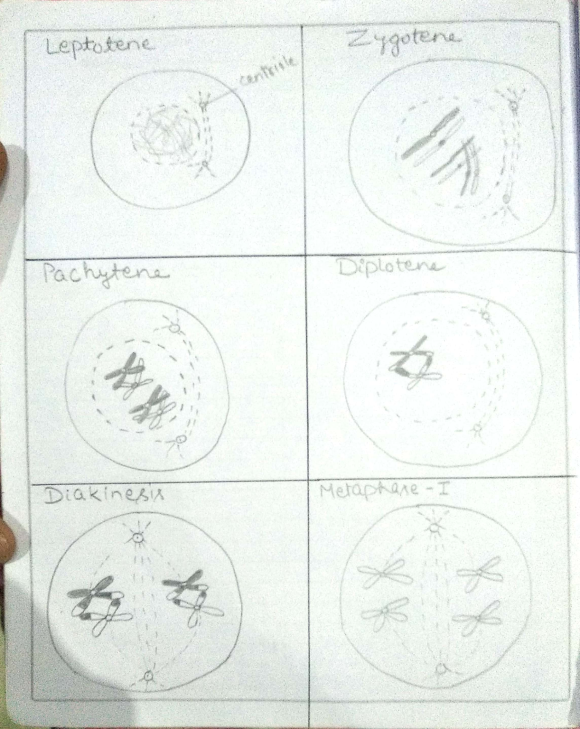 Draw the stages of meiosis and briefly explain what is happening in ... Draw the stages of meiosis and briefly explain what is happening in ...