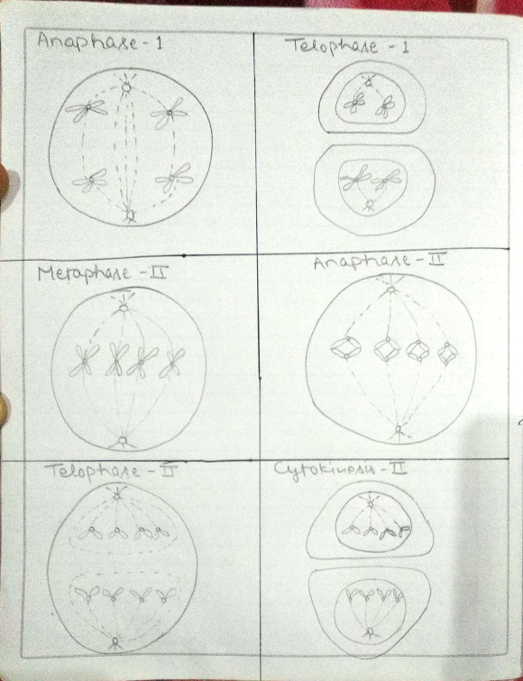 Draw the stages of meiosis and briefly explain what is happening in ... Draw the stages of meiosis and briefly explain what is happening in ...