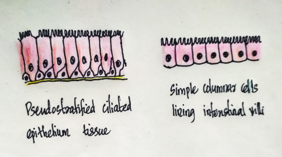 How Does The Luminal Surface Of The Pseudostratified Ciliated