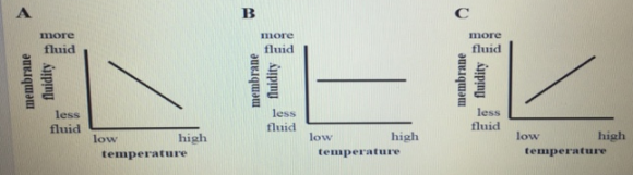 Which of the following graphs correctly illustrates the effect of ... Which of the following graphs correctly illustrates the effect of ...